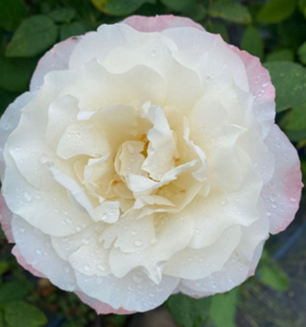 A Tribute to the Great Scientist Louis Pasteur in the Name of His Rose ...