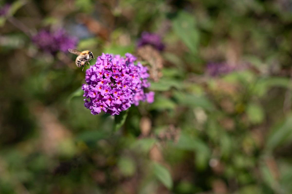 Industrious Insects – The Gourmet Gazette